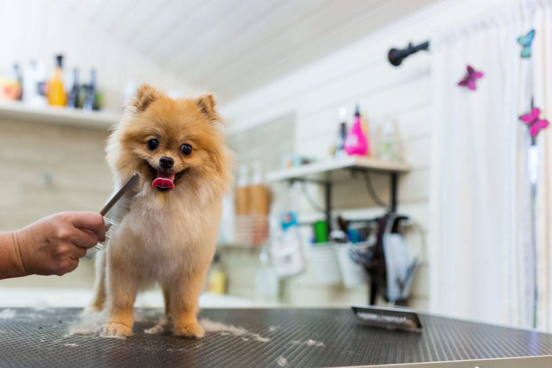 Pet Grooming in Louisville, KY | Preston Animal Hospital