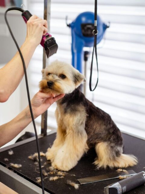 Pet Grooming in Louisville, KY | Preston Animal Hospital