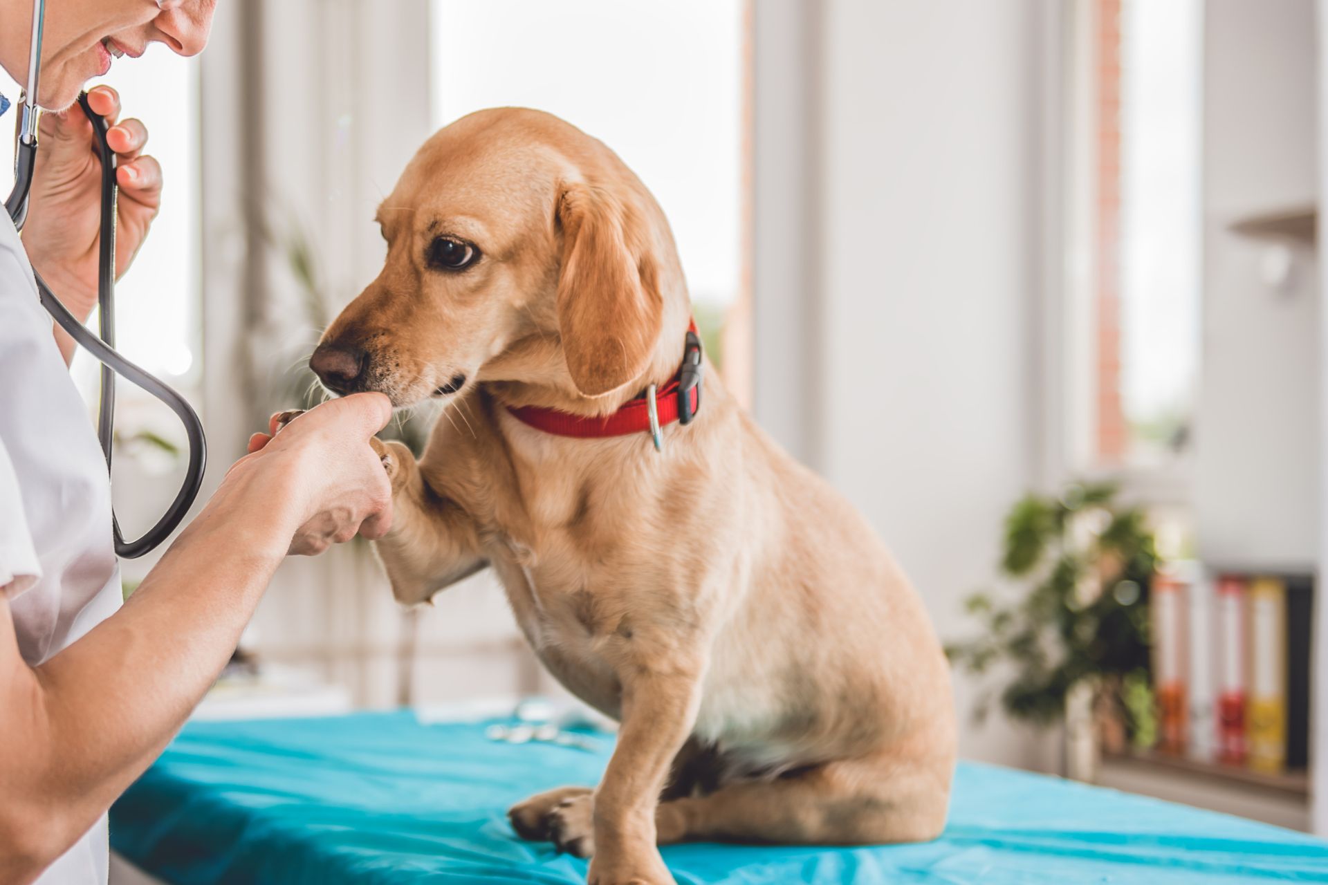 Pet Outpatient Exams And Drop-Off Services in Louisville, KY | Preston ...