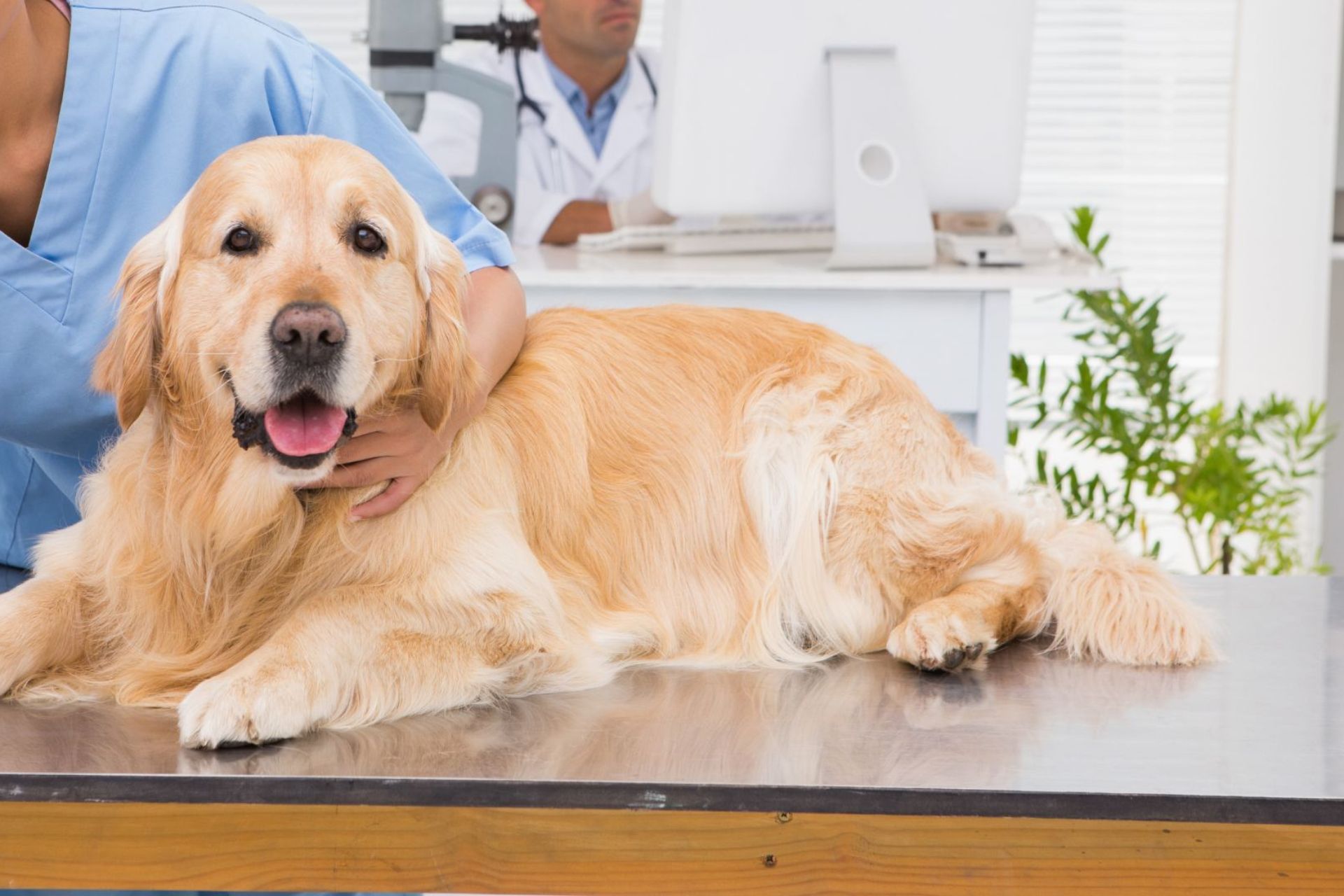 Pet Wellness Exams and Preventative Care in Louisville, KY | Preston ...